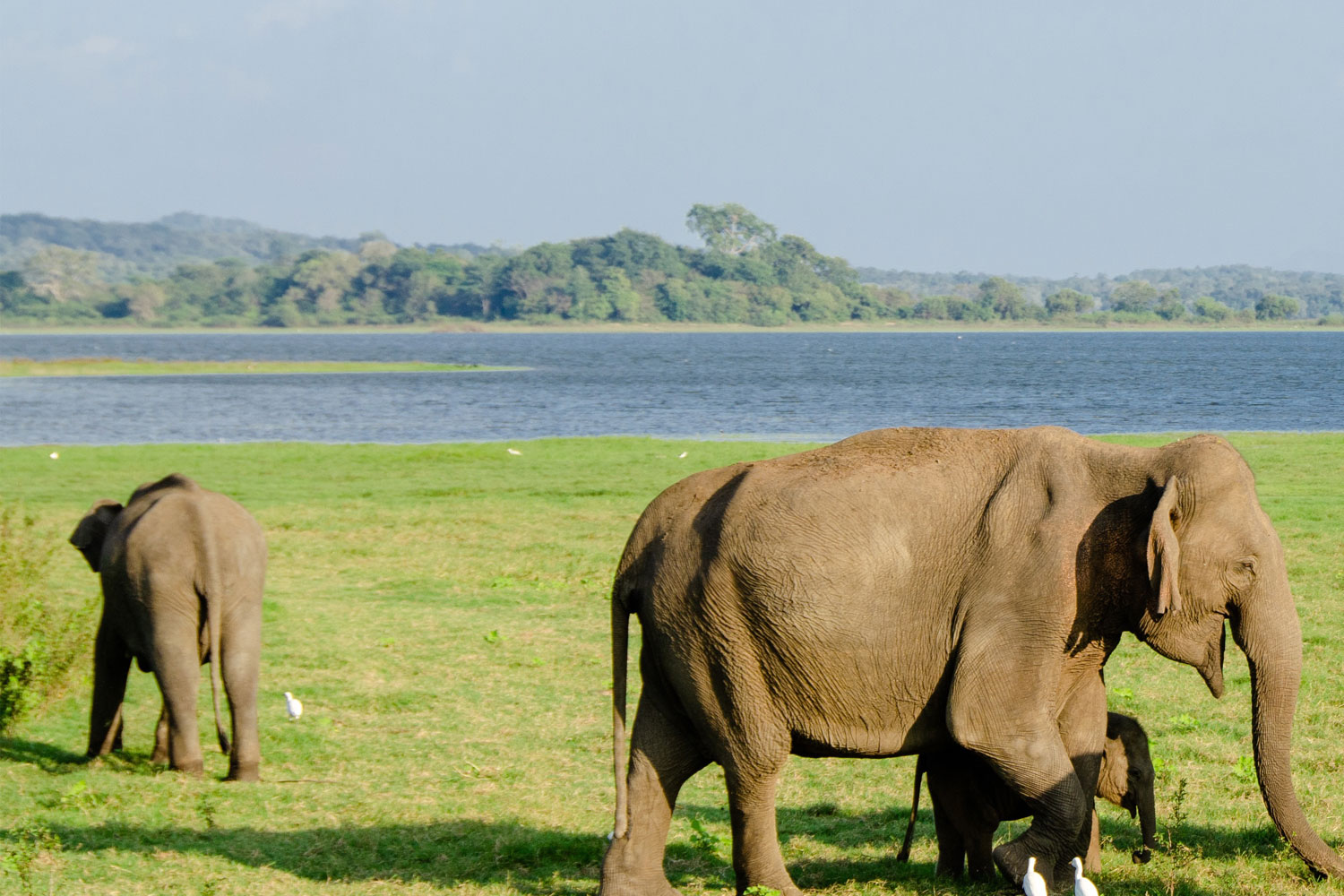 Gold Package - Hotel Jungle Crown - Sauraha