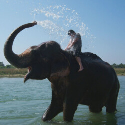 Wildlife Gallery - Hotel Jungle Crown - Sauraha