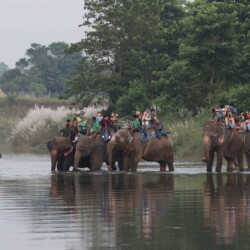 Wildlife Gallery - Hotel Jungle Crown - Sauraha